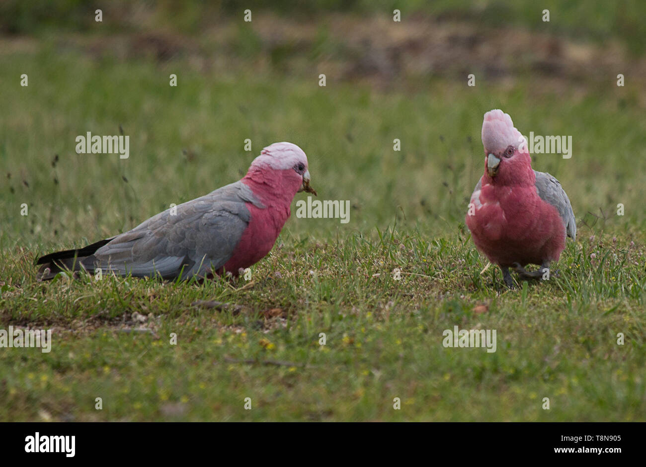 Pink galah couple hi-res stock photography and images - Alamy