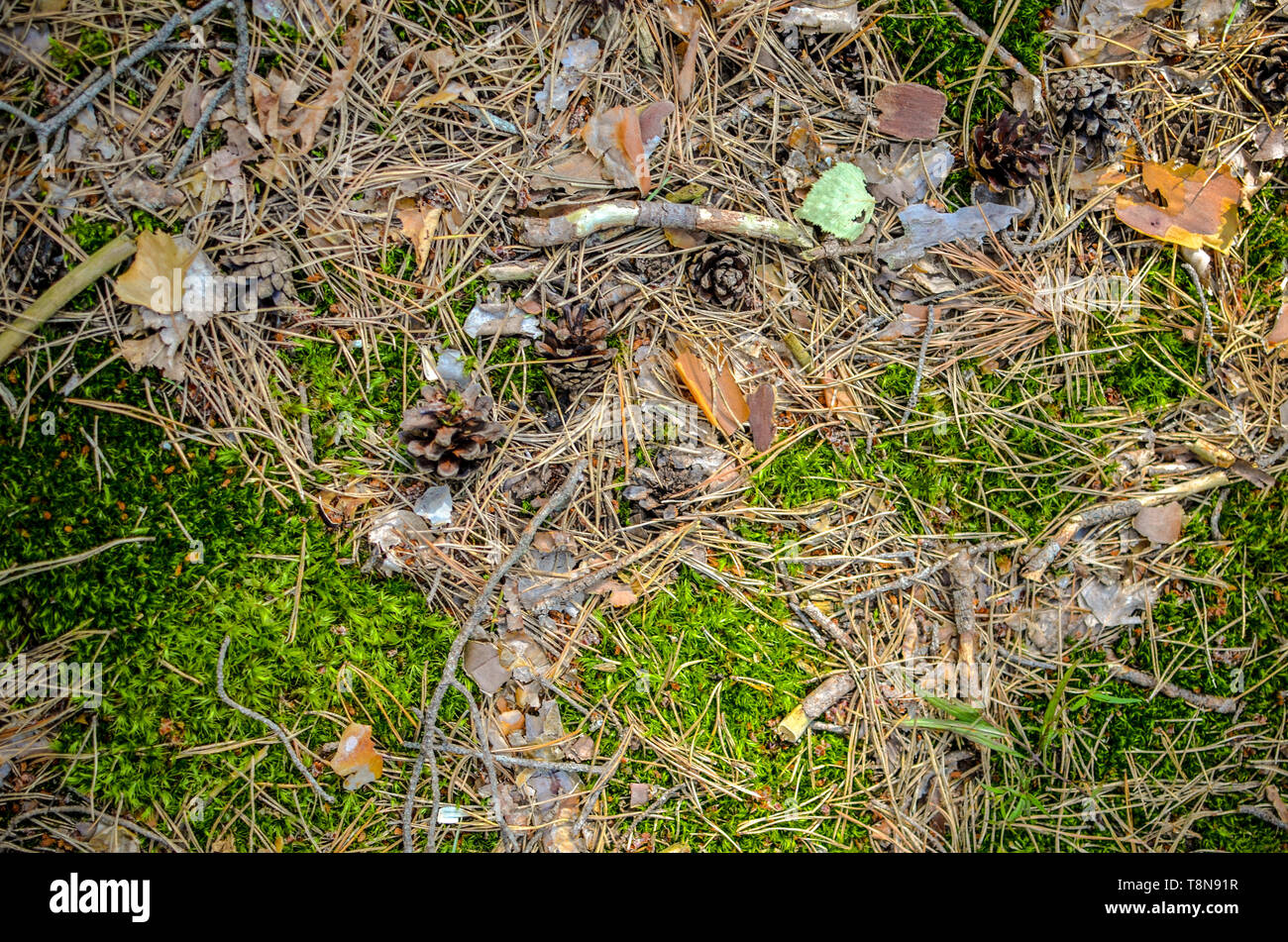 A bumps on the grass and moss Stock Photo - Alamy