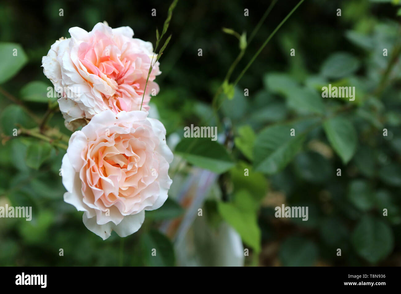 Rose française hi-res stock photography and images - Alamy