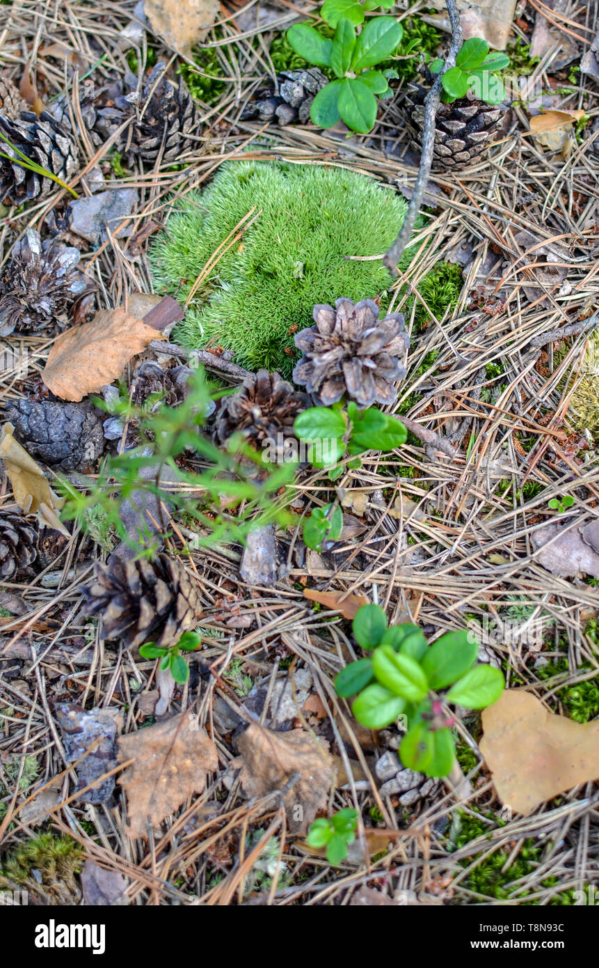 Bumps on the leaf hi-res stock photography and images - Alamy