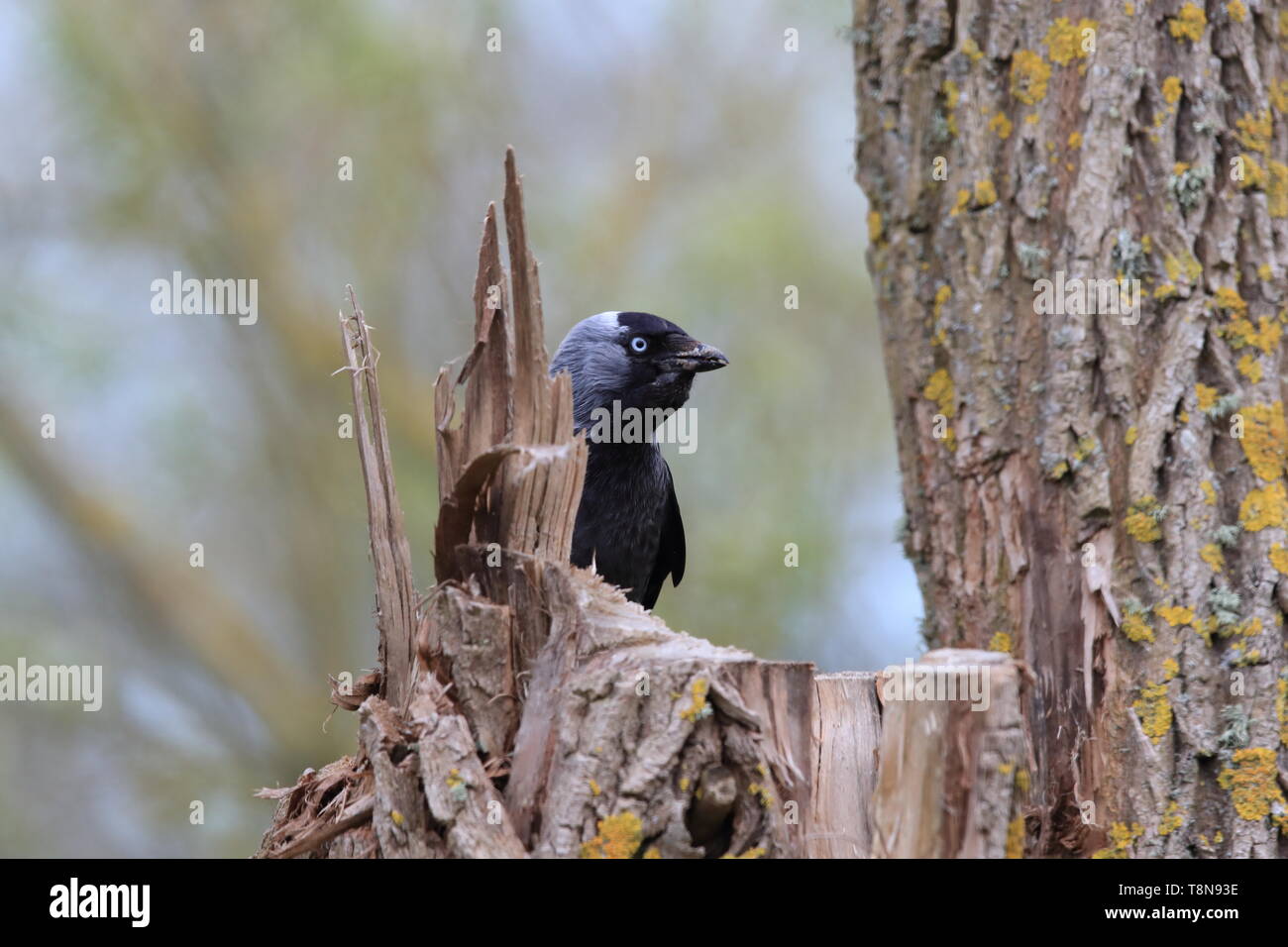 western jackdaw (Coloeus monedula) oeland,sweden Stock Photo - Alamy