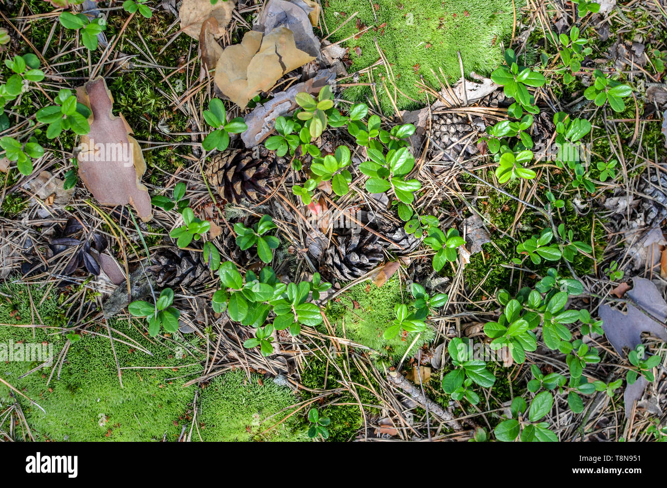 A bumps on the grass and moss Stock Photo - Alamy