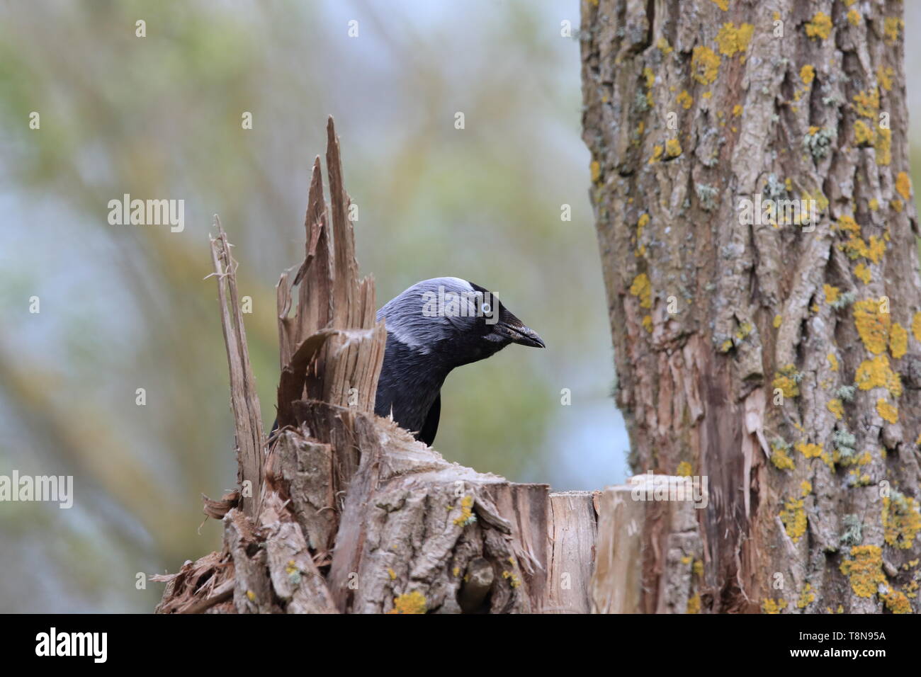 western jackdaw (Coloeus monedula) oeland,sweden Stock Photo - Alamy
