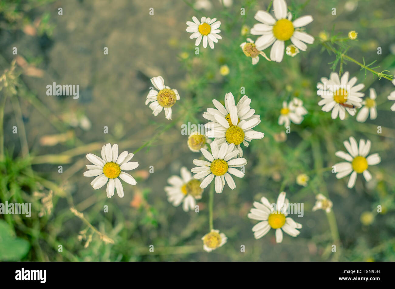 Field chamomile hi-res stock photography and images - Alamy