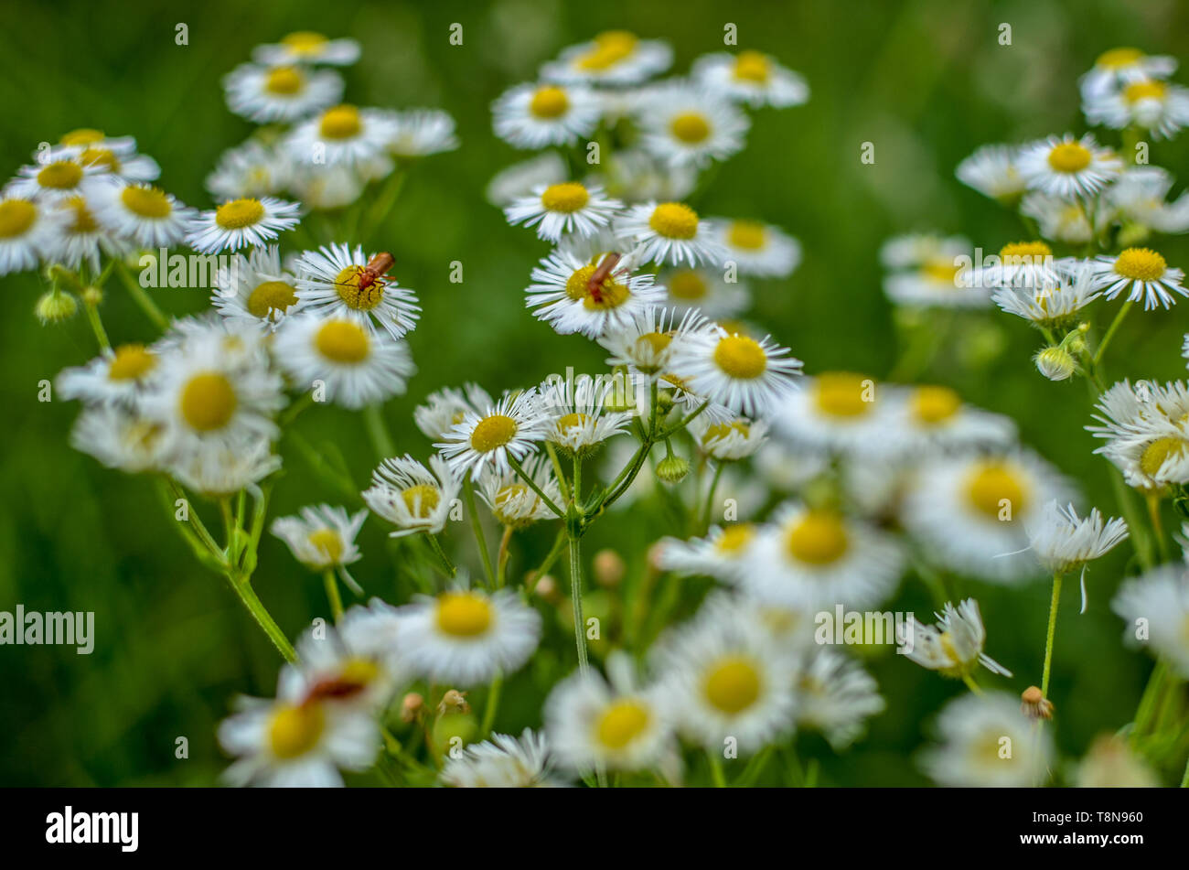 Field chamomile hi-res stock photography and images - Alamy