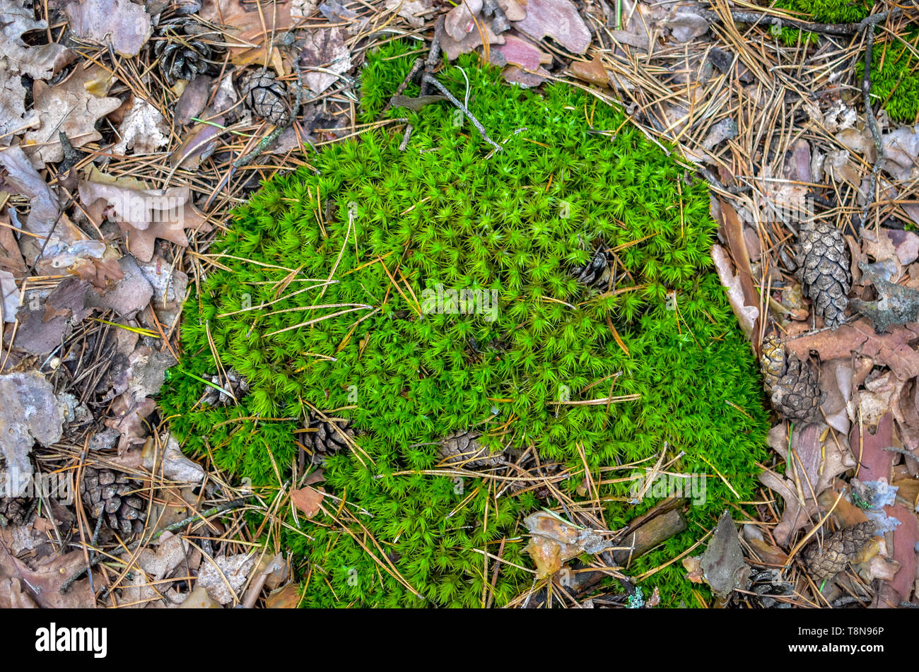 Background of the grass, bumps and moss Stock Photo - Alamy