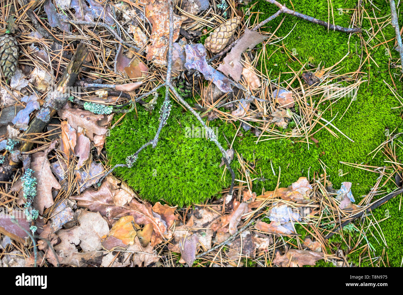 Ground with moss hi-res stock photography and images - Alamy