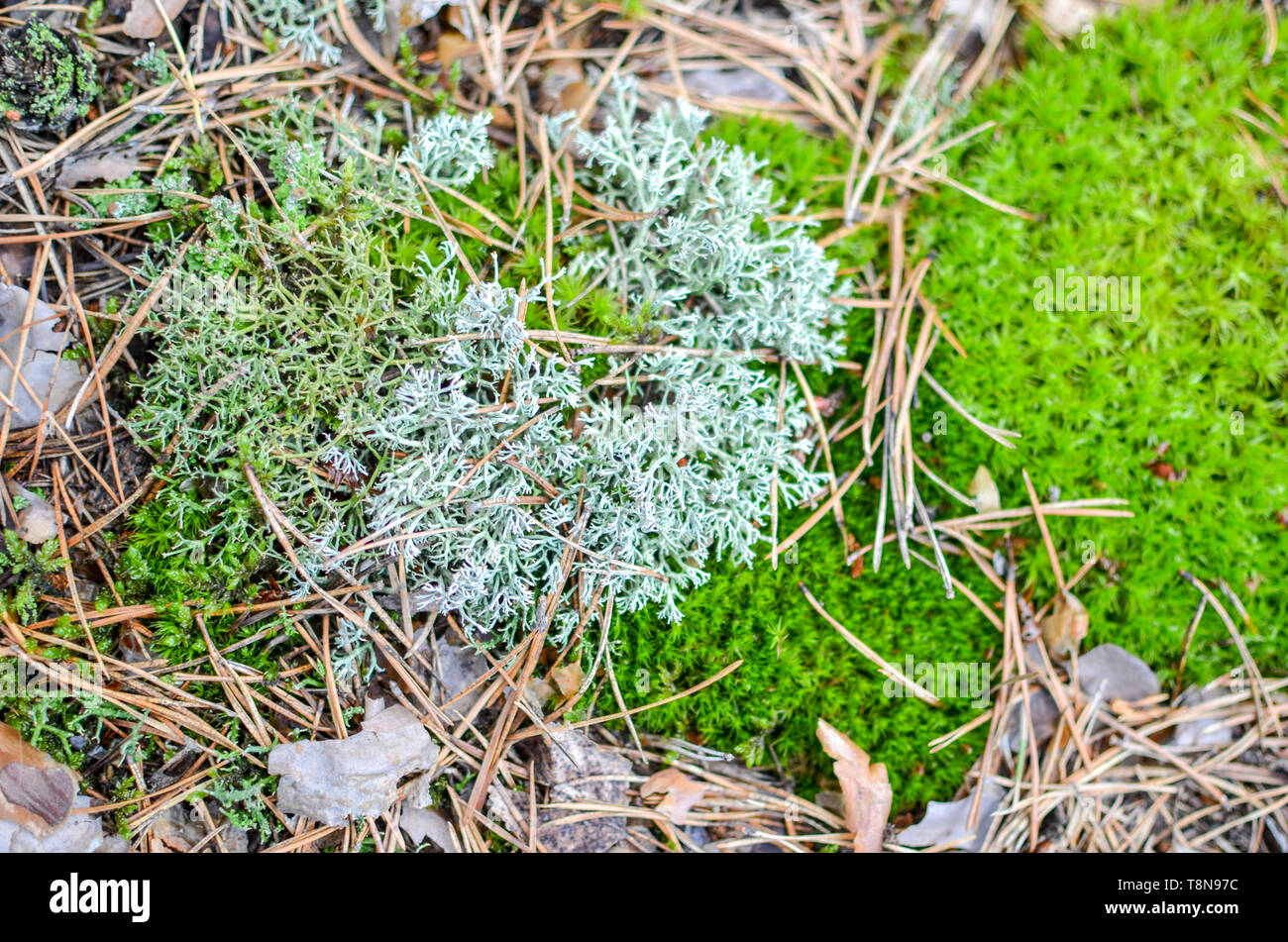 Ground with moss hi-res stock photography and images - Alamy