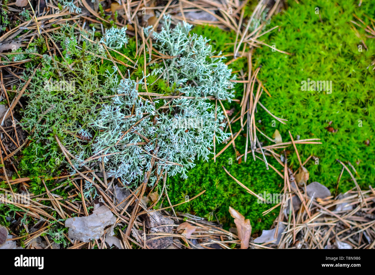 Background of the grass, bumps and moss Stock Photo - Alamy