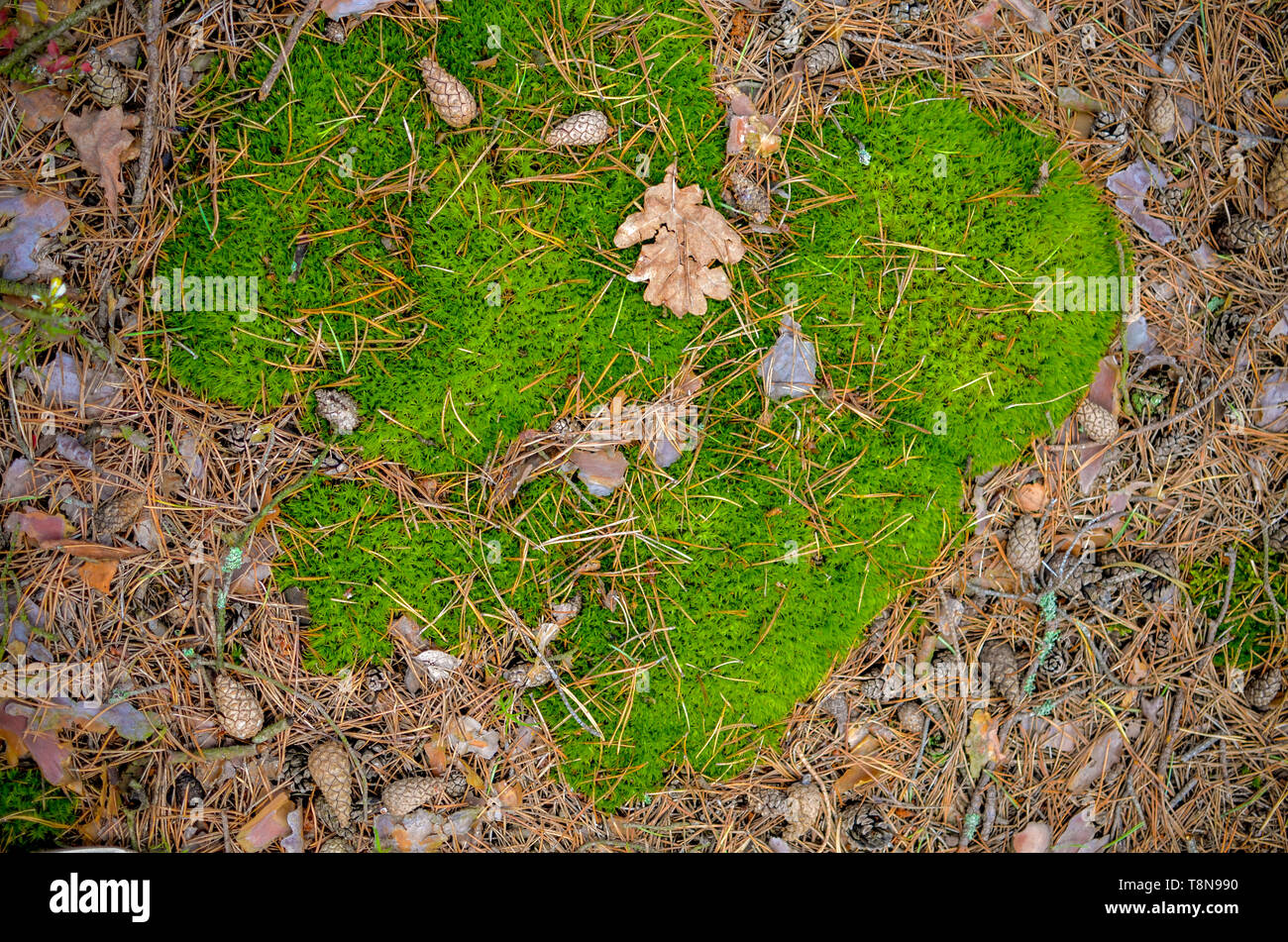 Ground with moss hi-res stock photography and images - Alamy