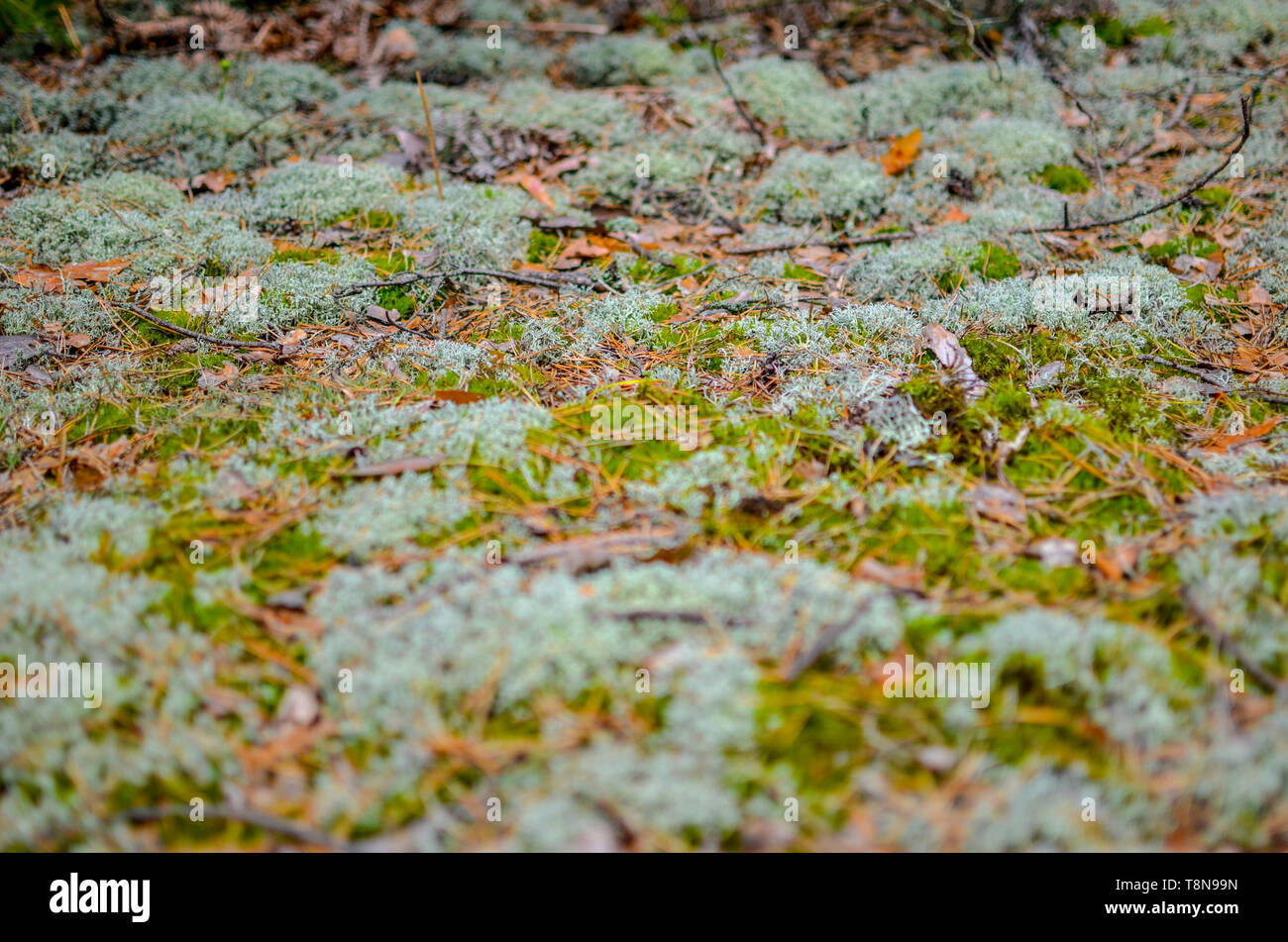 Background of the grass, bumps and moss Stock Photo - Alamy