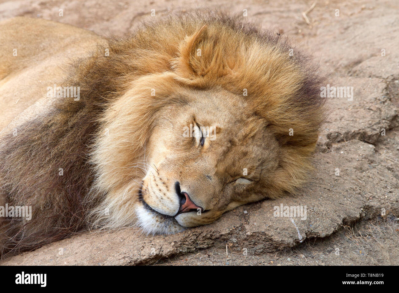 Male lying on a rock hi-res stock photography and images - Alamy