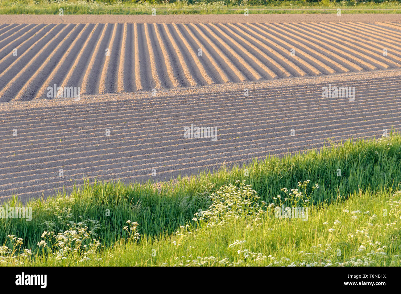 Tilled soil texture hi-res stock photography and images - Alamy