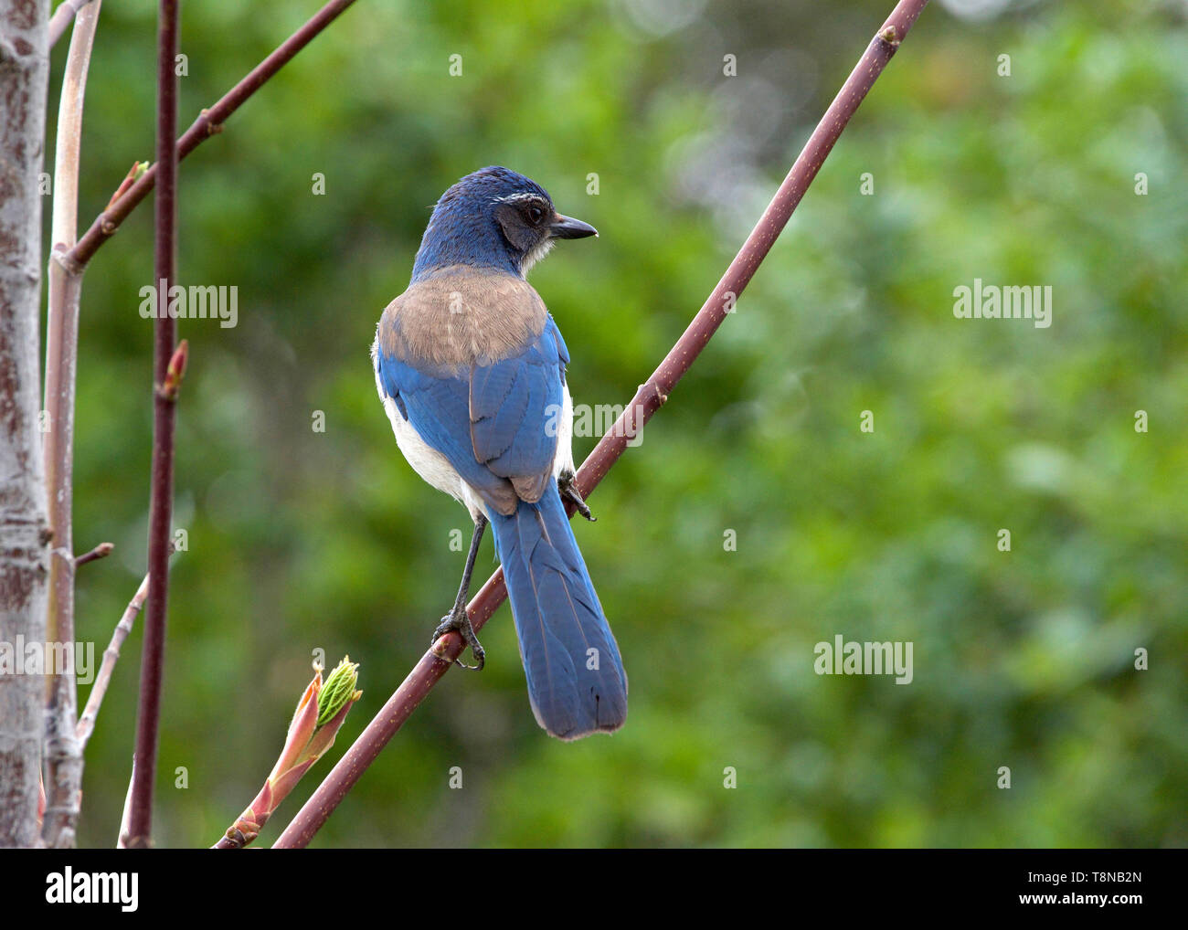 Jay bush hi-res stock photography and images - Alamy