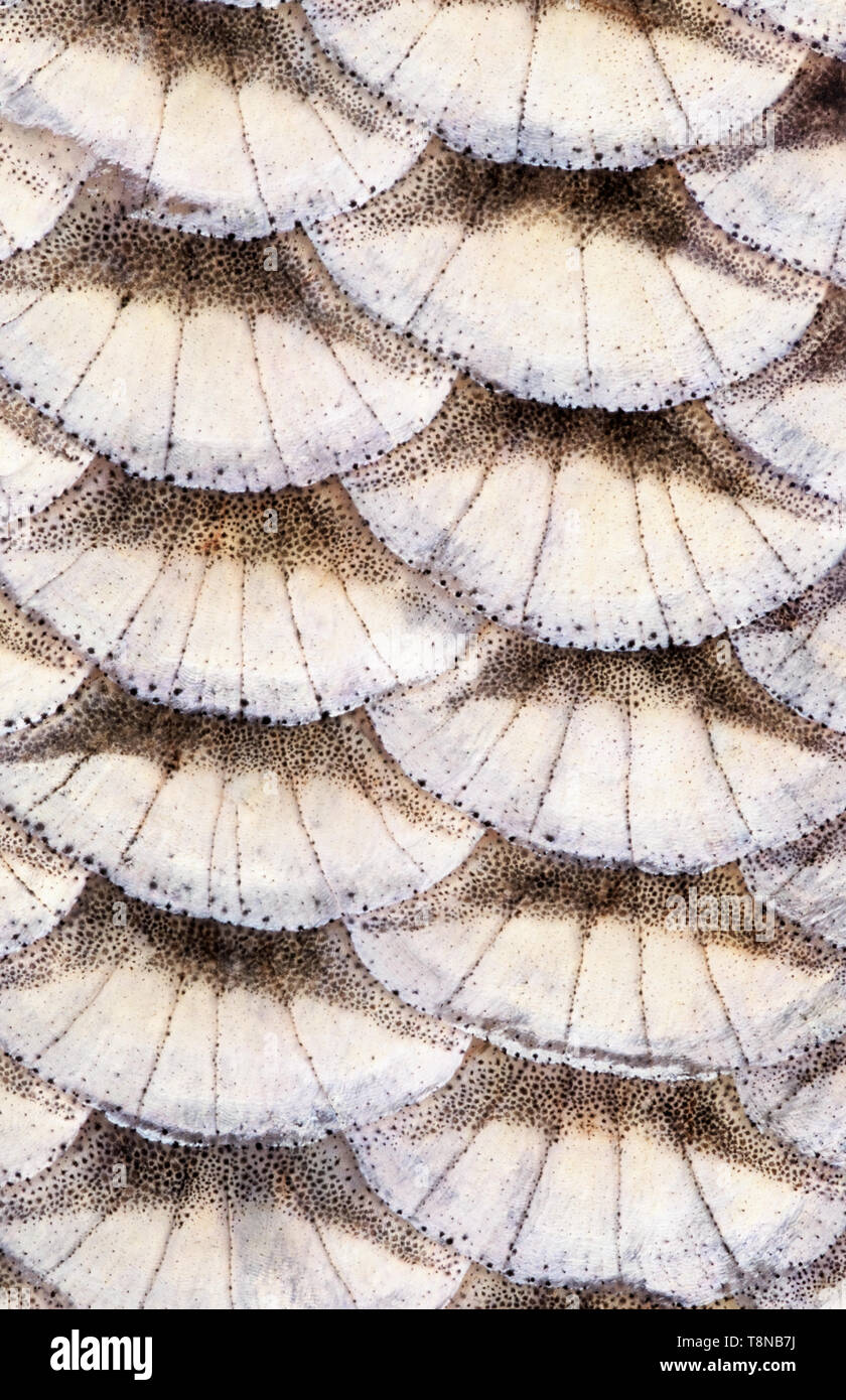 Ide fish hi-res stock photography and images - Alamy