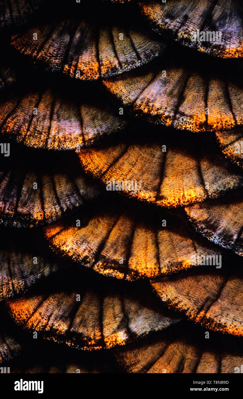 Ide fish hi-res stock photography and images - Alamy