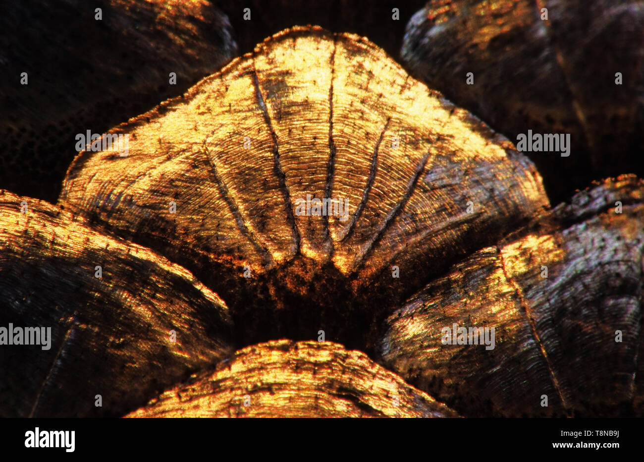 Ide fish hi-res stock photography and images - Alamy