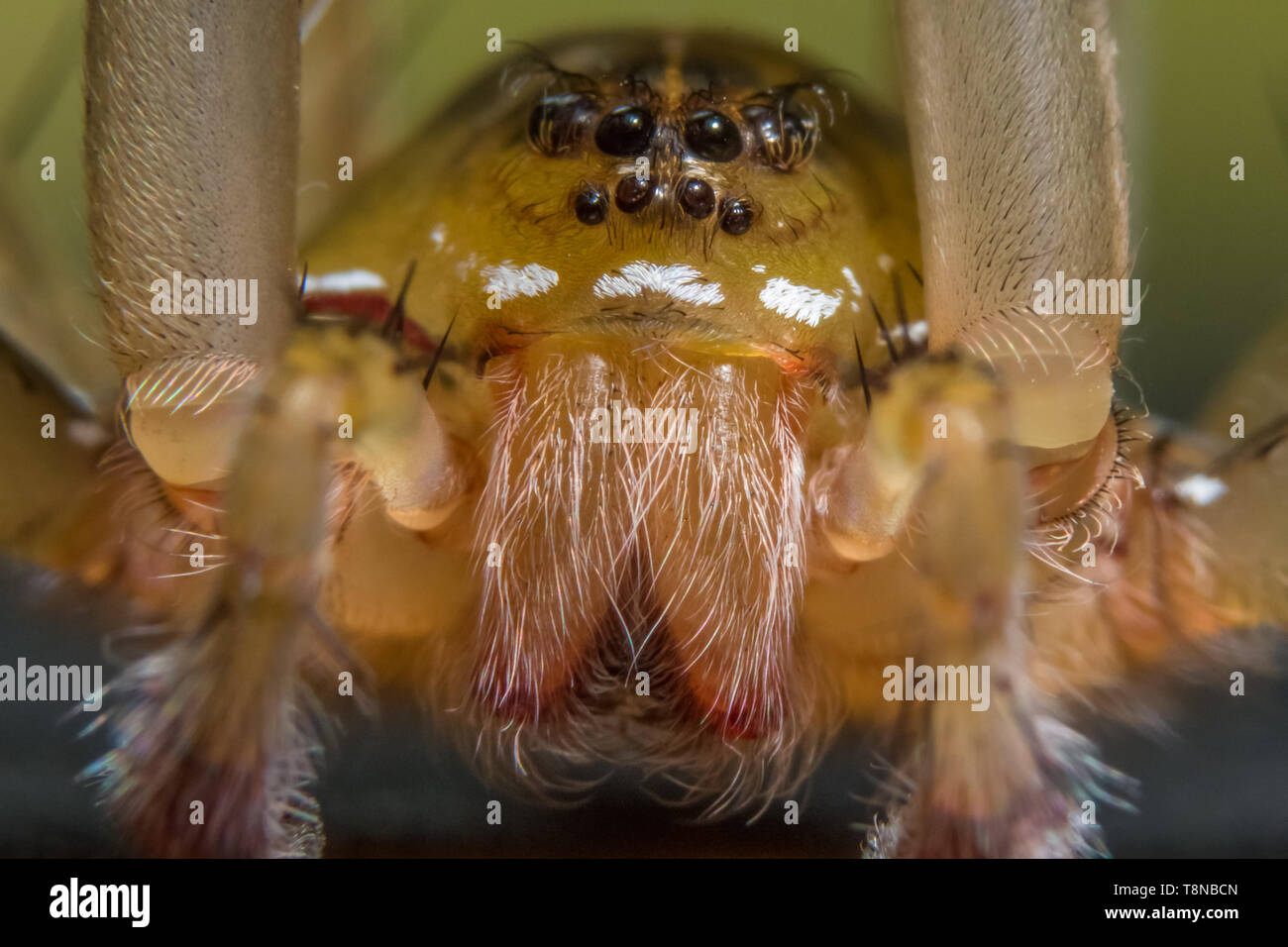 Take a close-up spider Stock Photo - Alamy