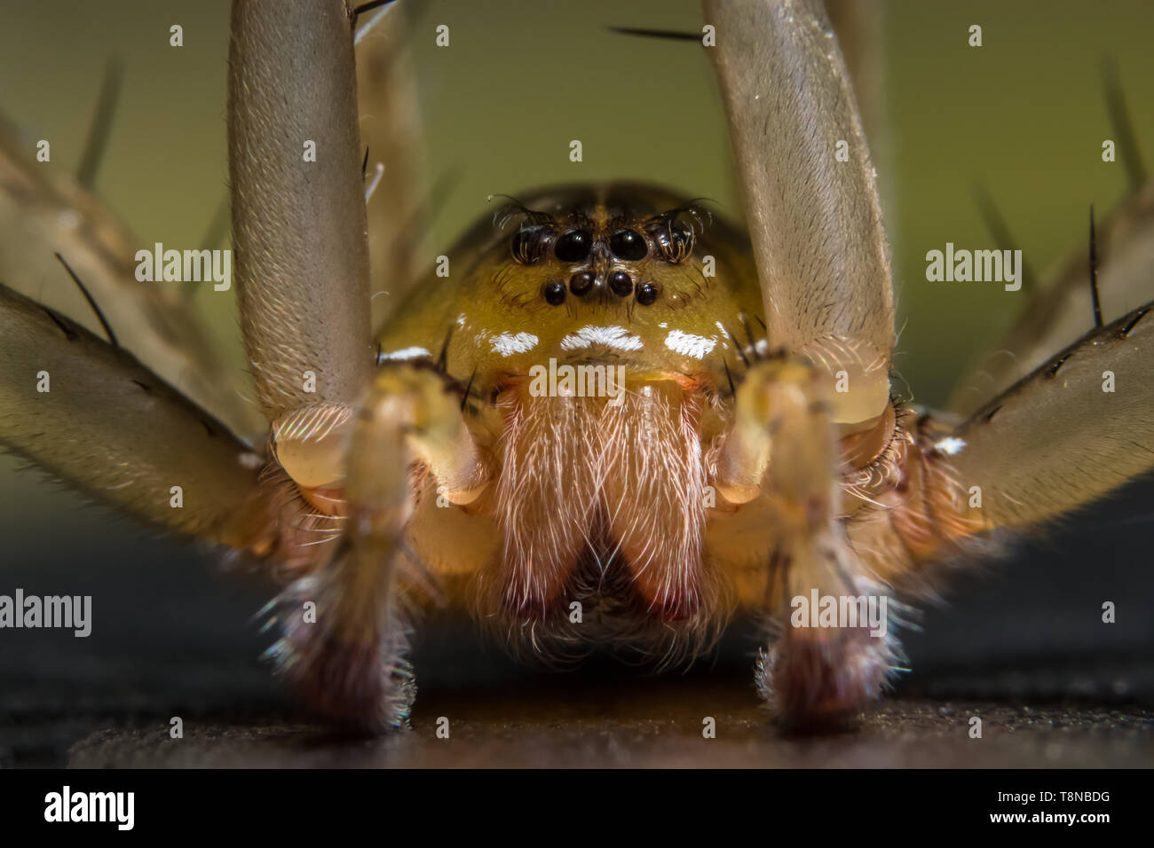 Take a close-up spider Stock Photo - Alamy