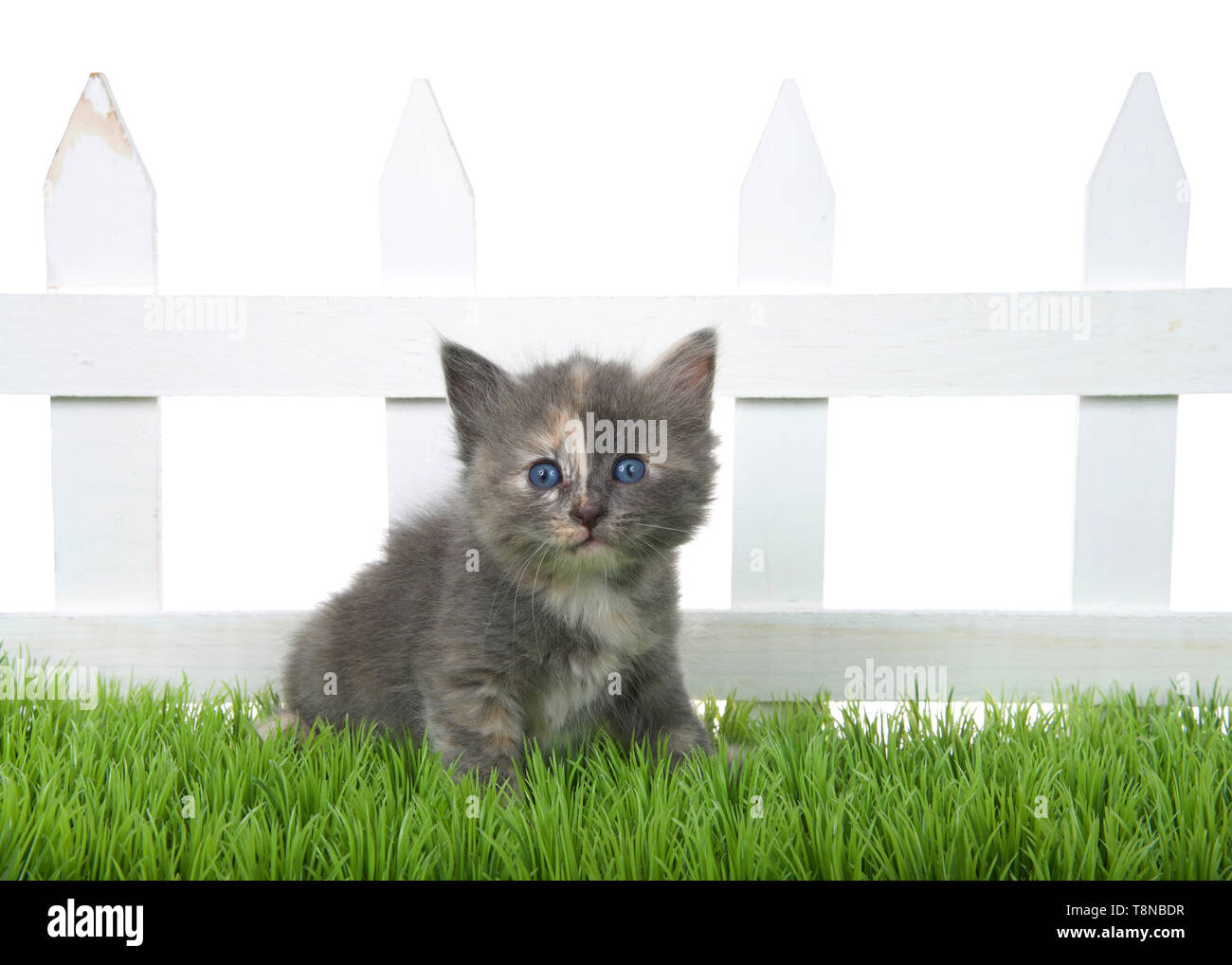 Adorable diluted tortie tabby kitten sitting in green grass in front of ...