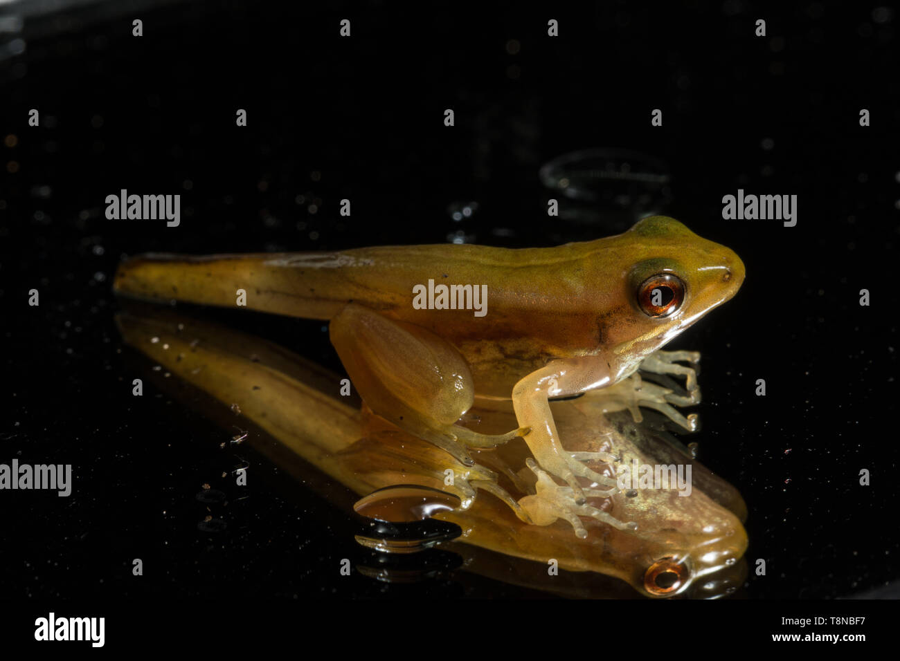 Frog puppet black background Stock Photo - Alamy
