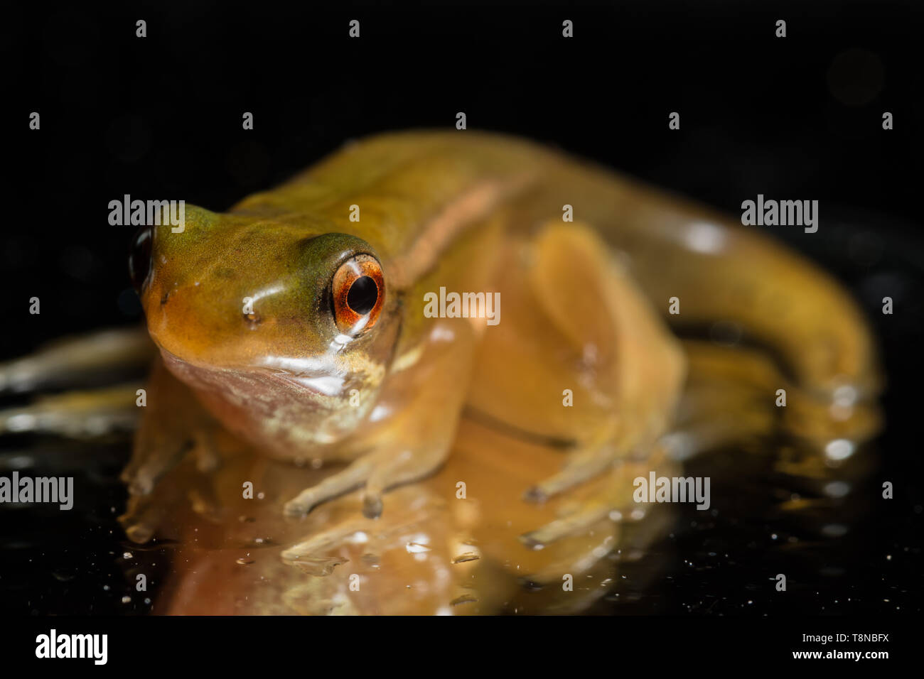 Frog puppet black background Stock Photo - Alamy
