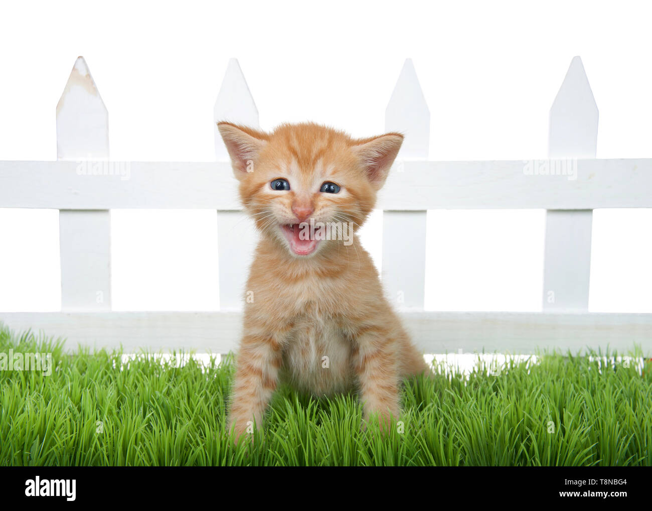 Adorable orange ginger tabby kitten sitting in green grass in front of a white picket fence ...