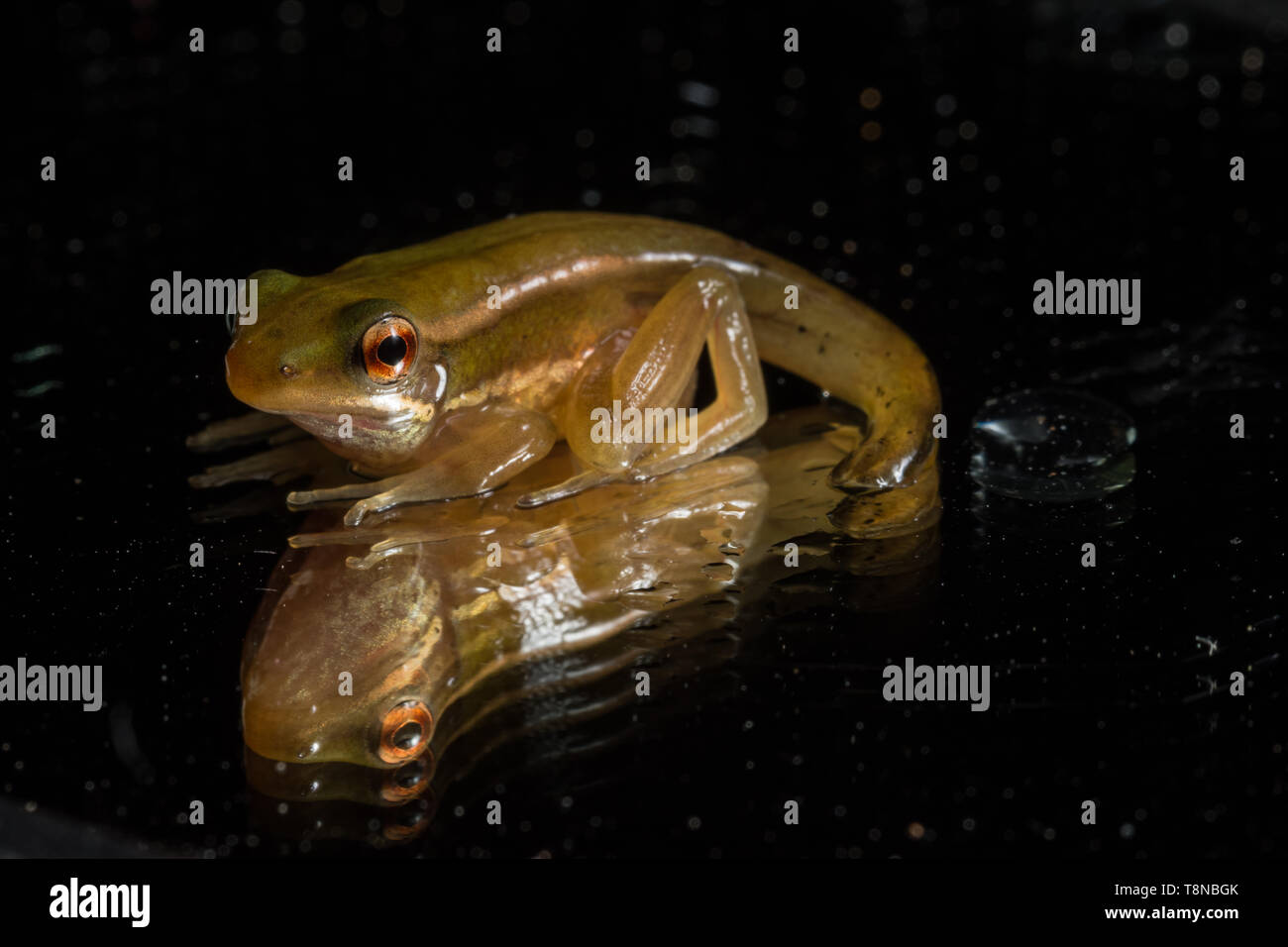 Frog puppet black background Stock Photo - Alamy