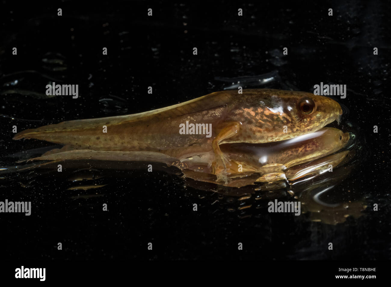 Frog puppet black background Stock Photo - Alamy