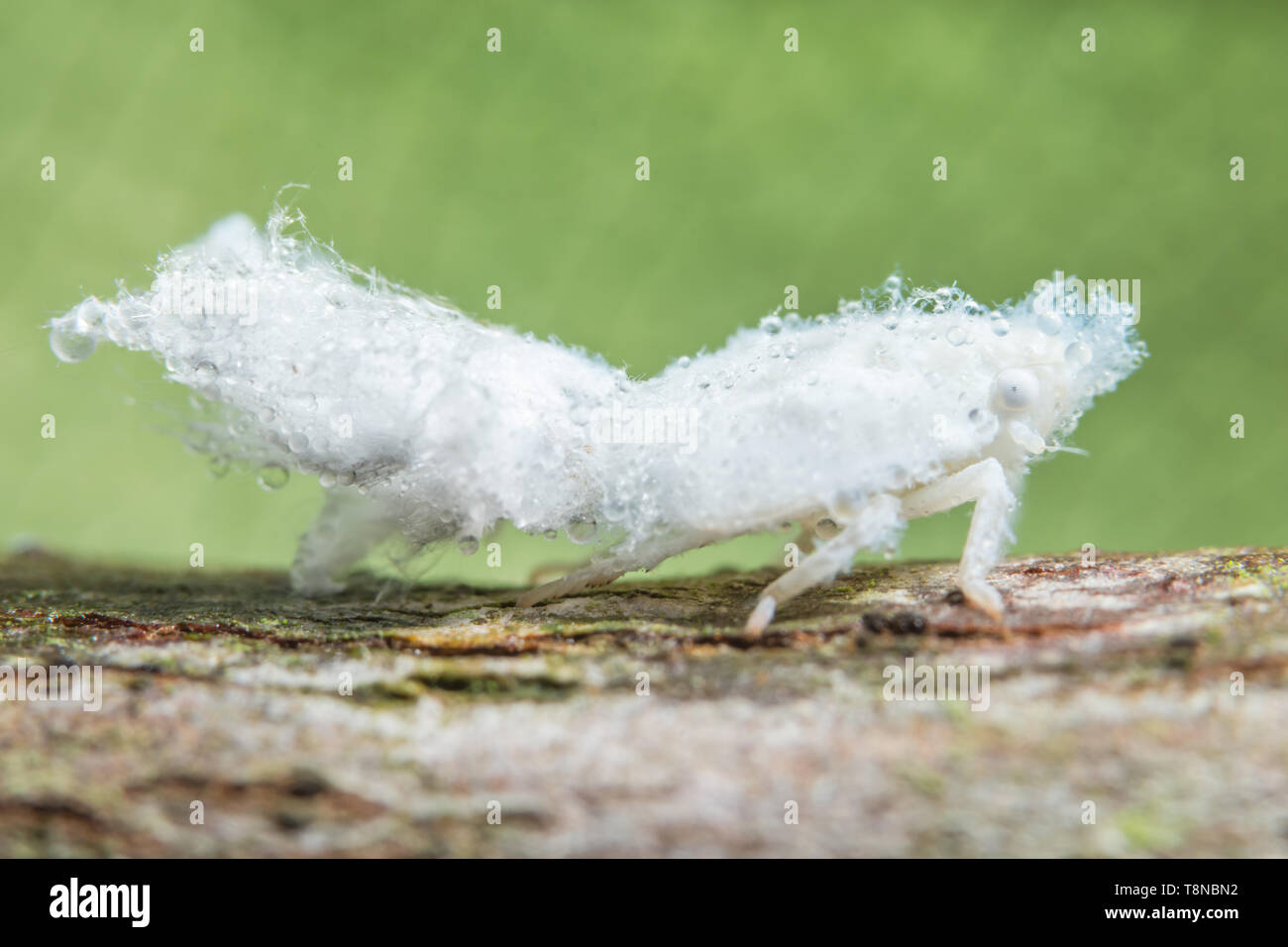 Psyllid bug hi-res stock photography and images - Alamy