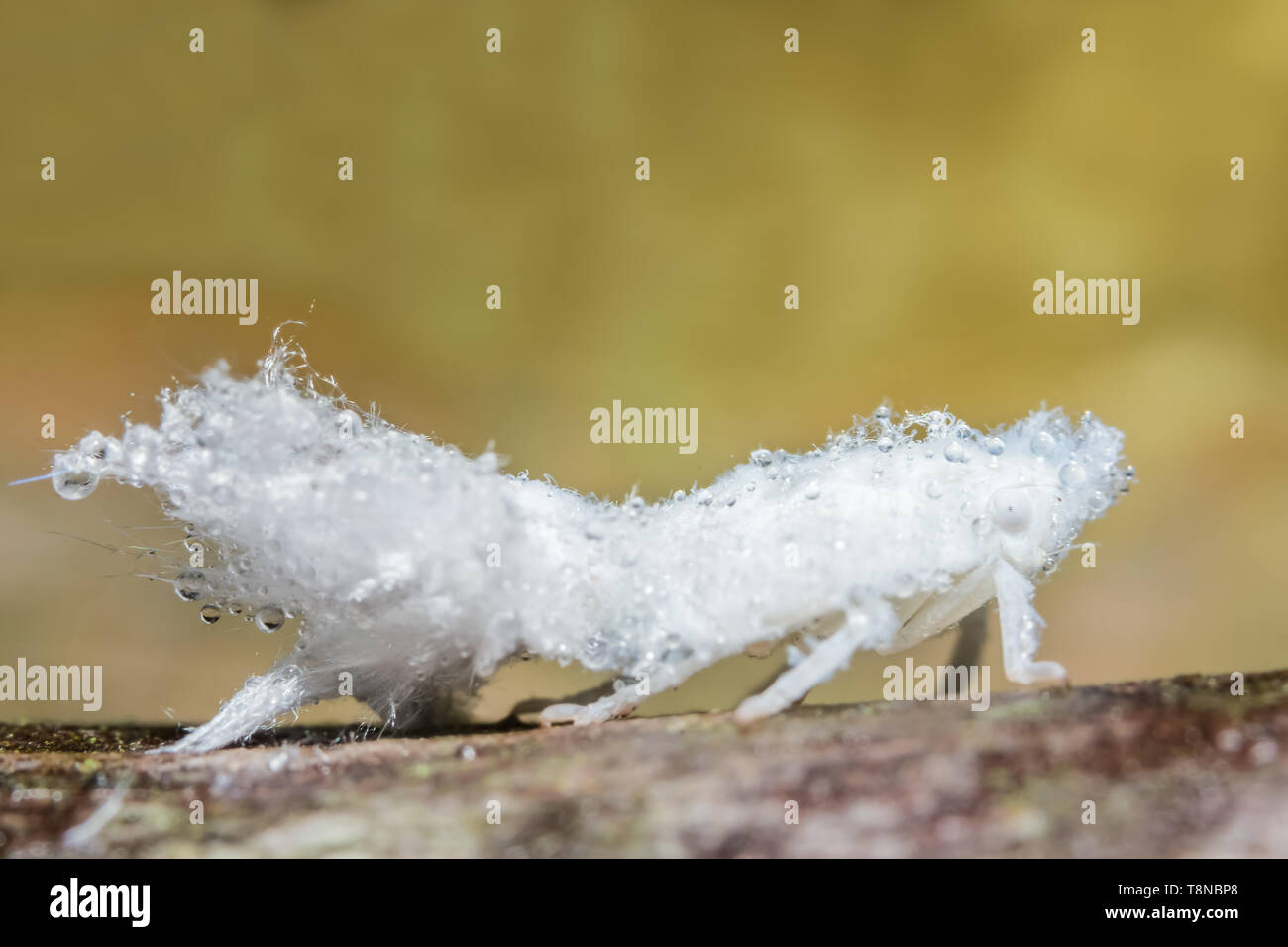 Psyllid bug hi-res stock photography and images - Alamy