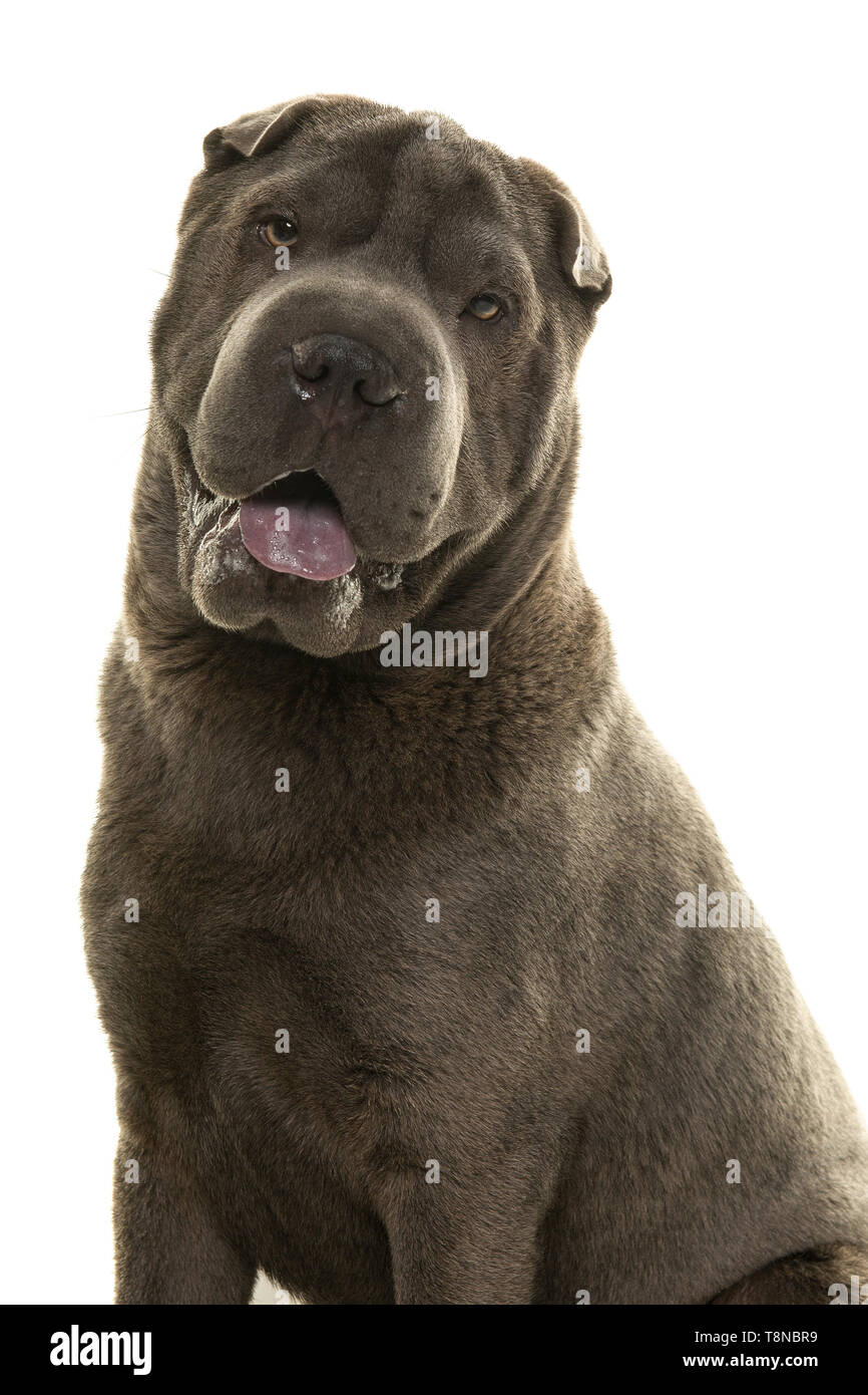 Portrait of a grey Shar Pei dog looking at the camera with mouth open ...