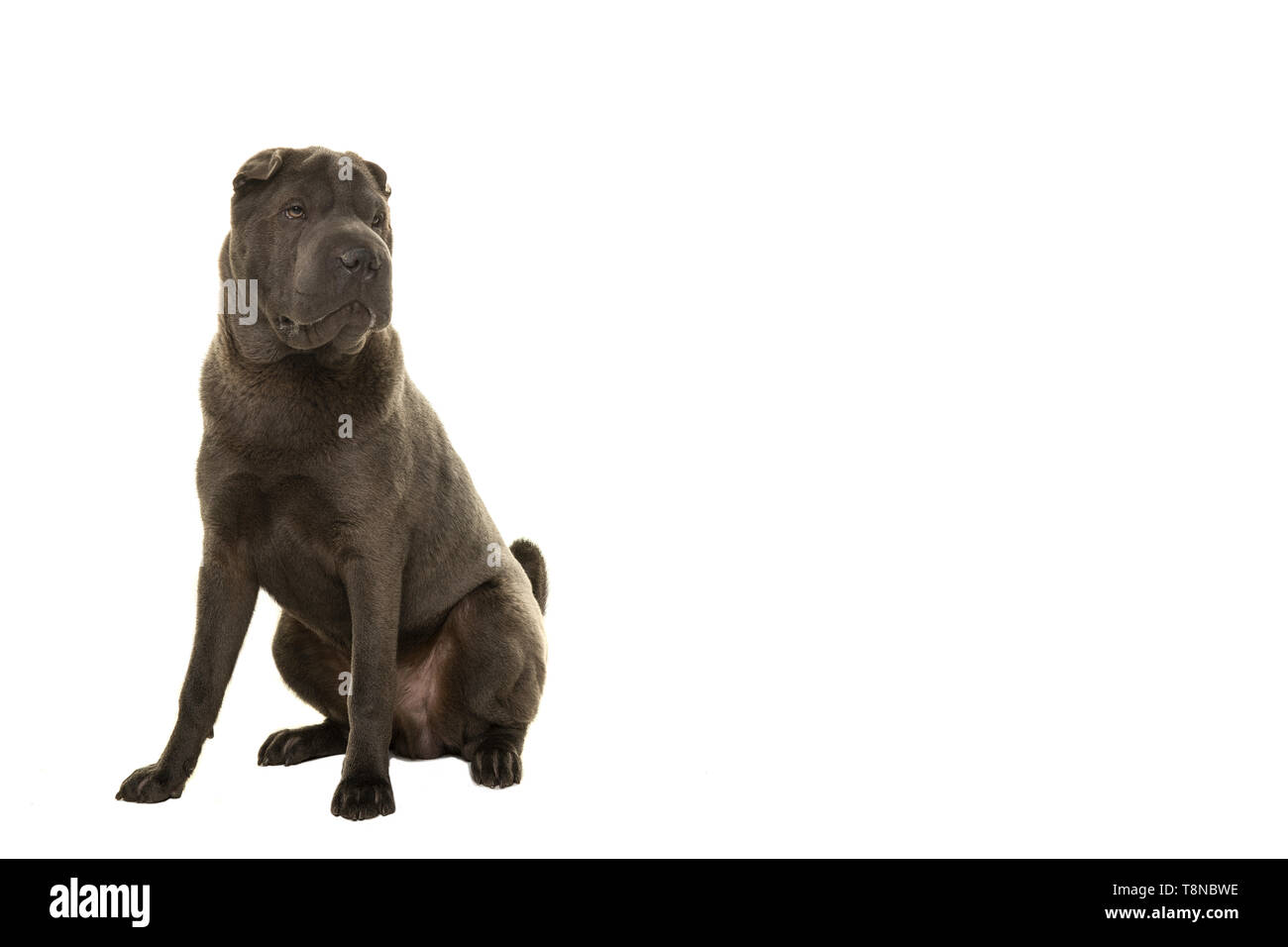 Sitting grey Shar-pei dog looking away isolated on a white background ...