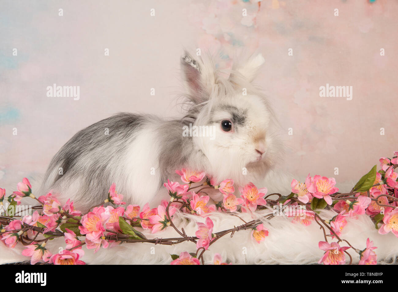 Cute rabbit on a romantic pastel colored background Stock Photo - Alamy