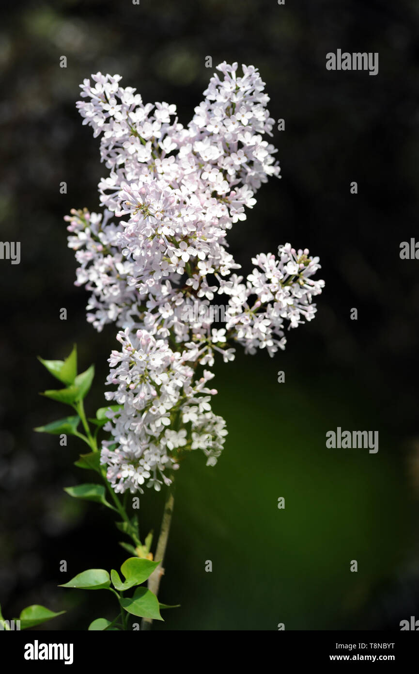 Lilac blooming in spring Stock Photo - Alamy