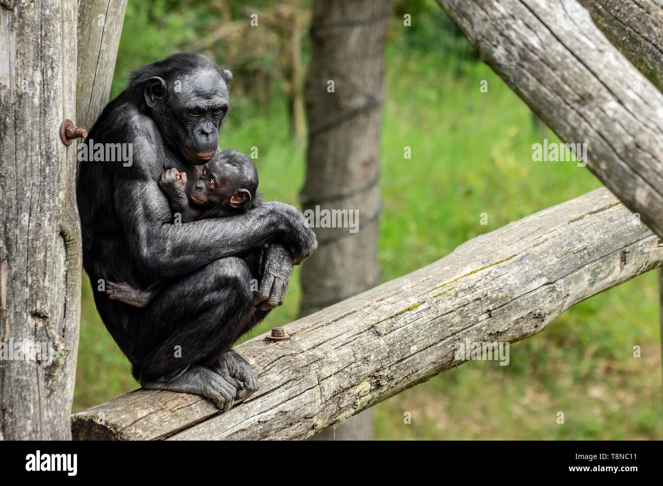 Bonobo mother and child hi-res stock photography and images - Alamy