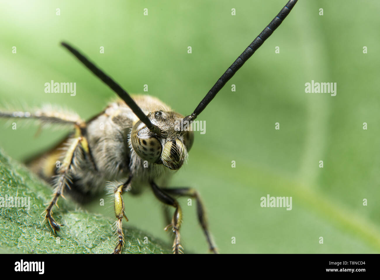 Macro insect on the plant Stock Photo - Alamy