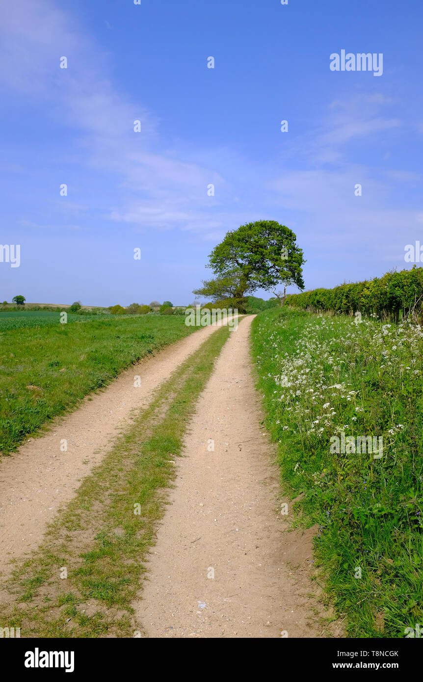 countryside farm track with field and hedgerow, north norfolk, england ...