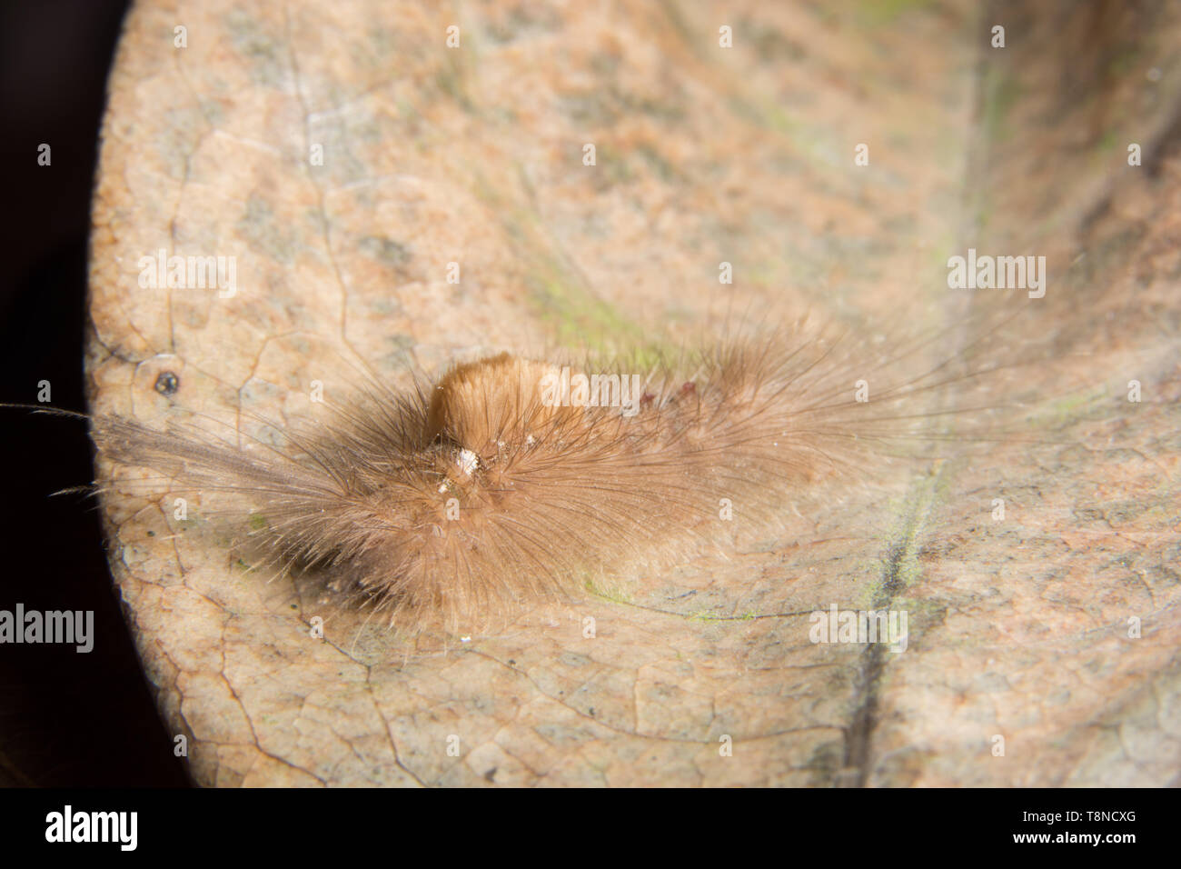 Summe dry leaf hi-res stock photography and images - Alamy
