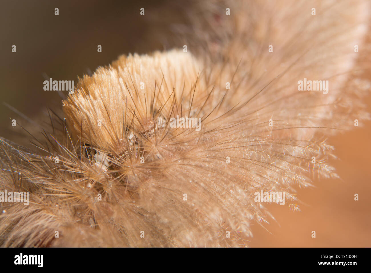 Brown worm macro on dried leaves Stock Photo - Alamy