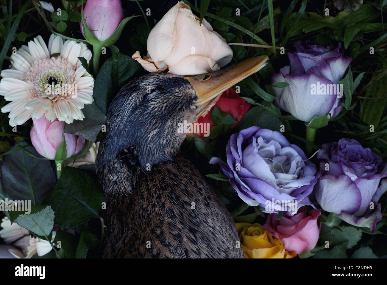 Dead mallards hi-res stock photography and images - Alamy