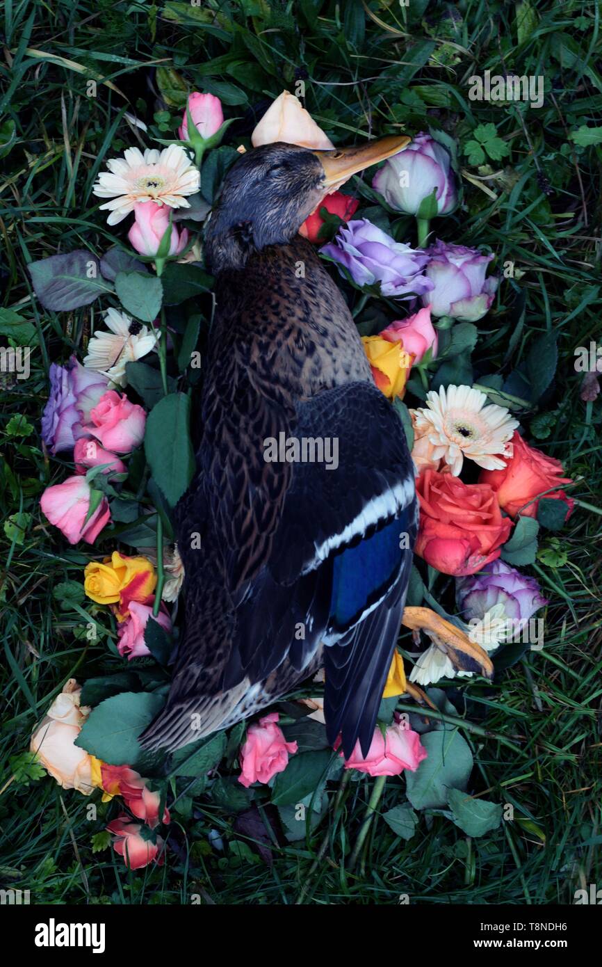 Dead mallards hi-res stock photography and images - Alamy