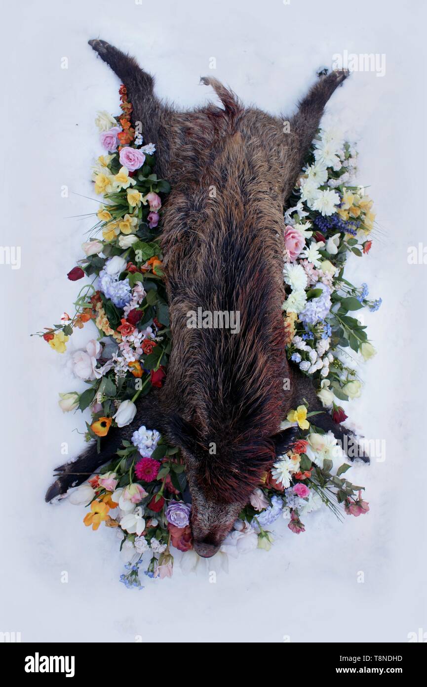 Wild boar lying dead hi-res stock photography and images - Alamy