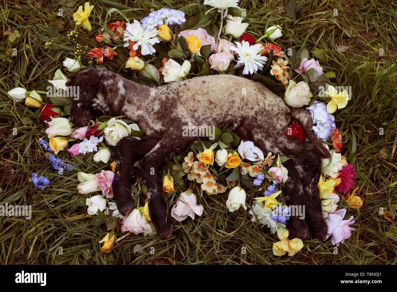 Deceased baby lies hi-res stock photography and images - Alamy