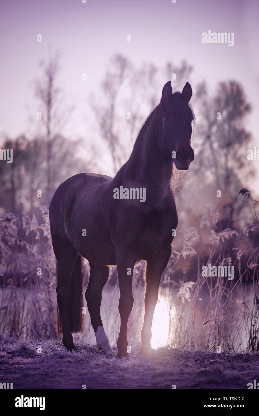 Purple sea horse hi-res stock photography and images - Alamy