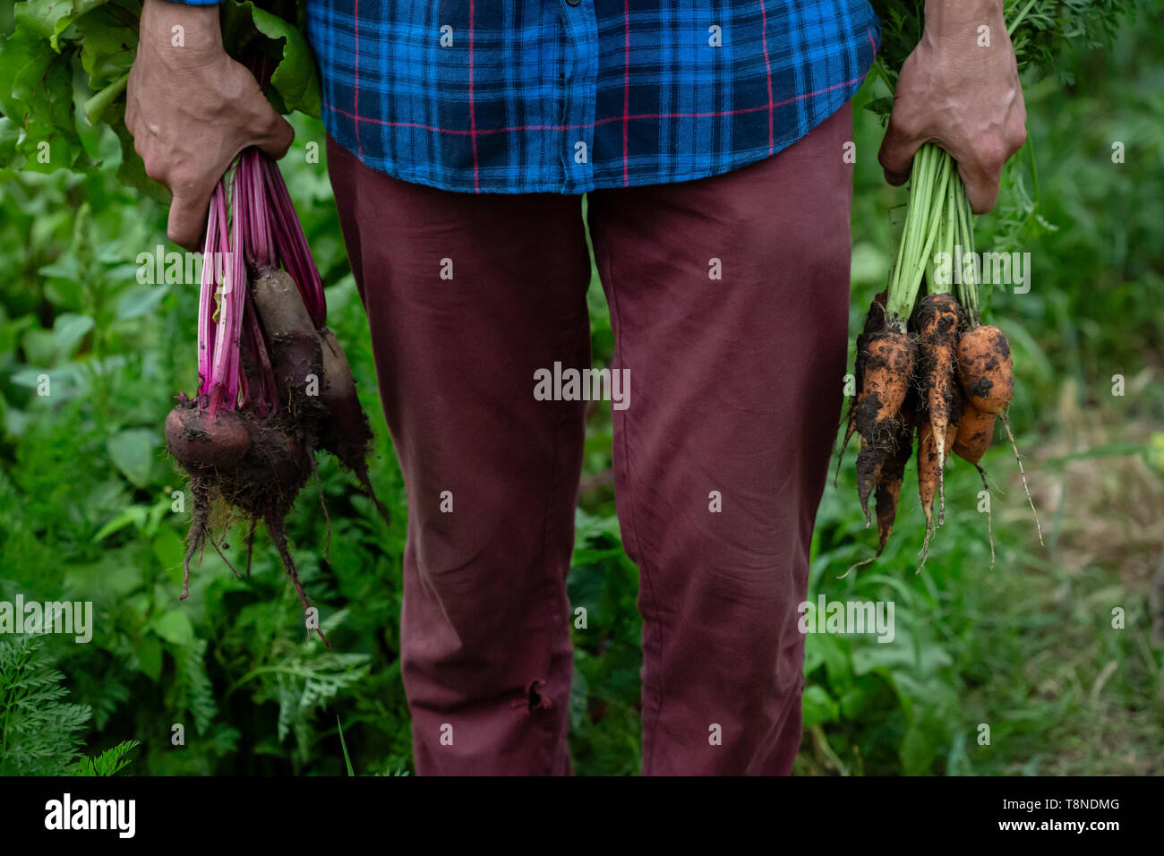 Organic roots in farmer hands Stock Photo - Alamy