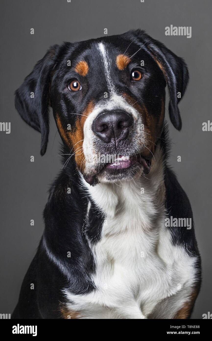 Greater Swiss Mountain Dog Portrait Stock Photo - Alamy