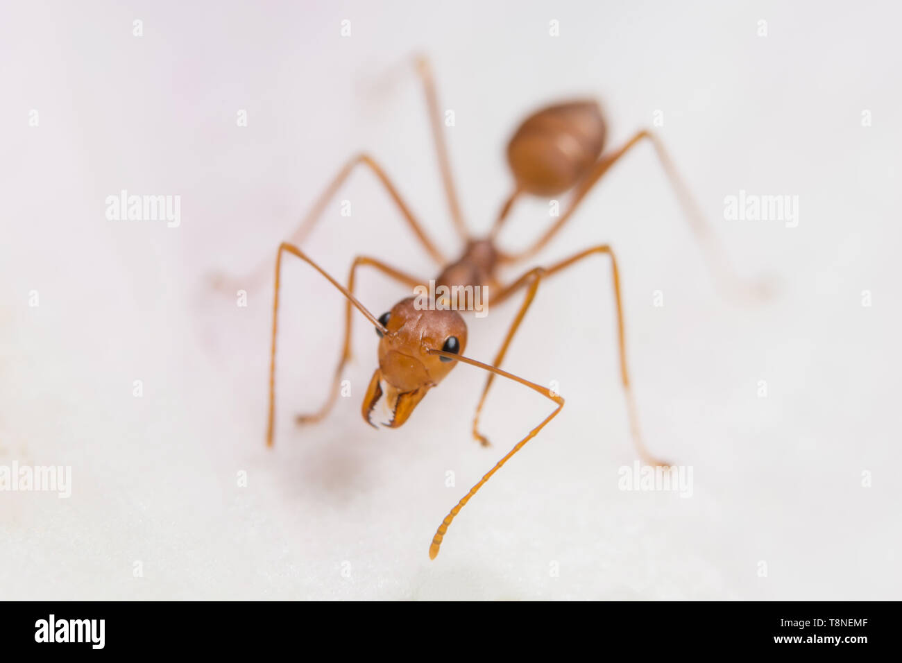 Macro red ants on the plant Stock Photo - Alamy