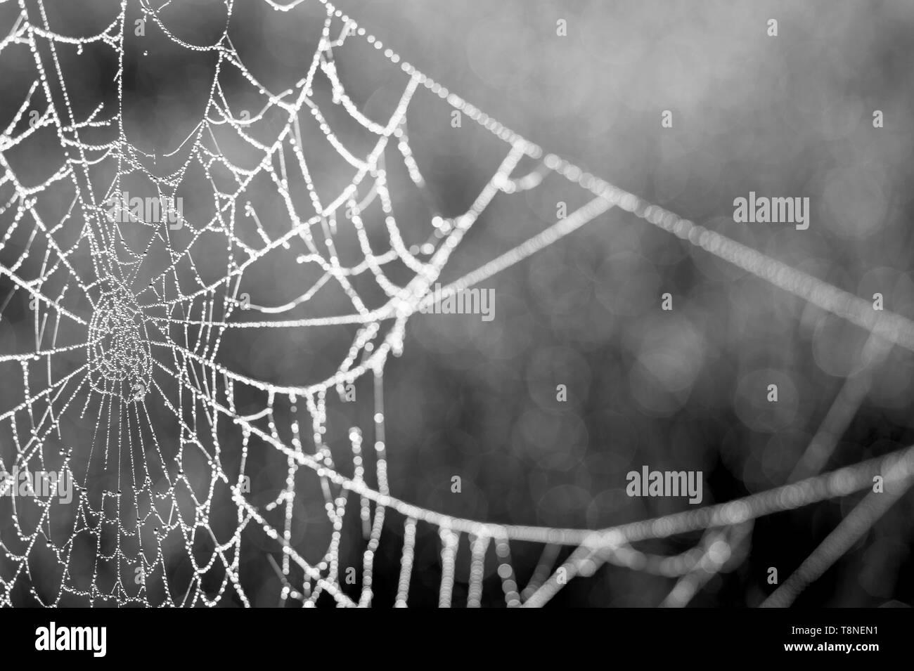 Drops in spider web Black and White Stock Photos & Images - Alamy