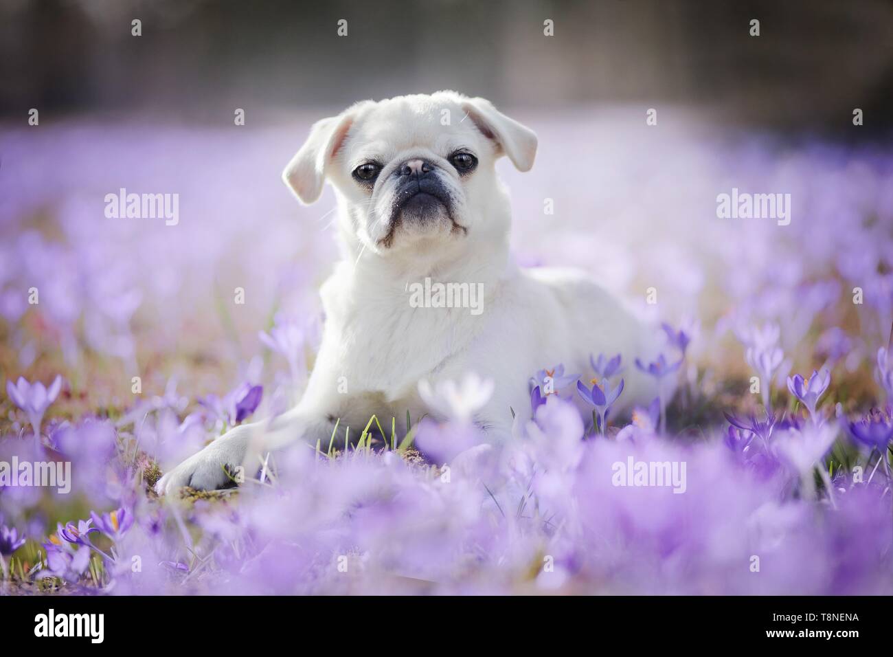 White pug hi-res stock photography and images - Alamy